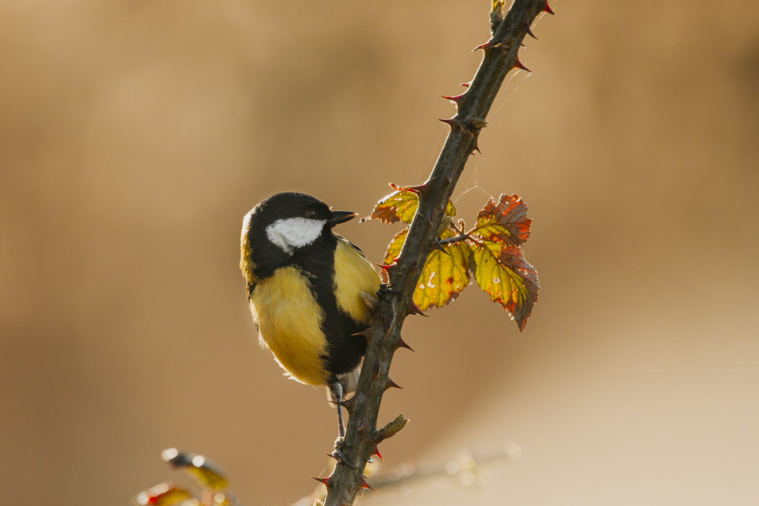 Photography Basics For Beginners; A Step-by-Step Guide